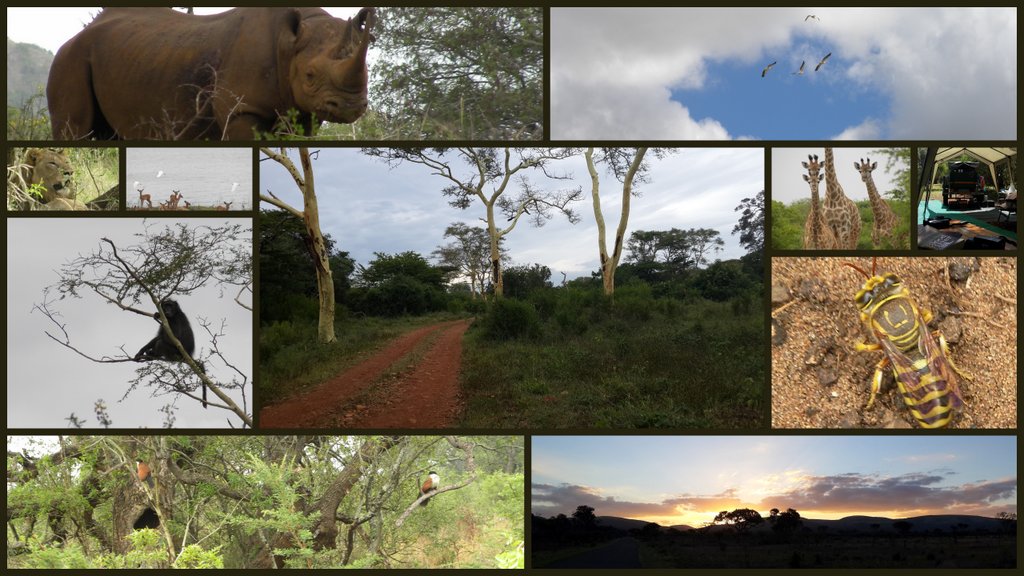 Mkhuze’s Great – Bewilderbeast Droppings