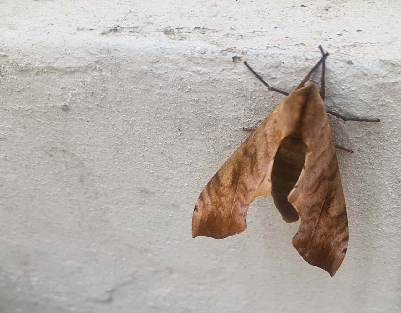 Moth-Eaten Friends – Bewilderbeast Droppings