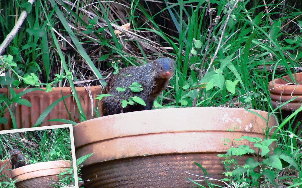 Lockdown Loaded – Bewilderbeast Droppings