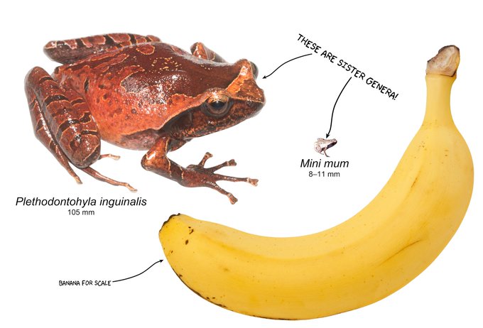 Mini Frogs – Bewilderbeast Droppings