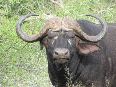 Jejane At Last! – Bewilderbeast Droppings